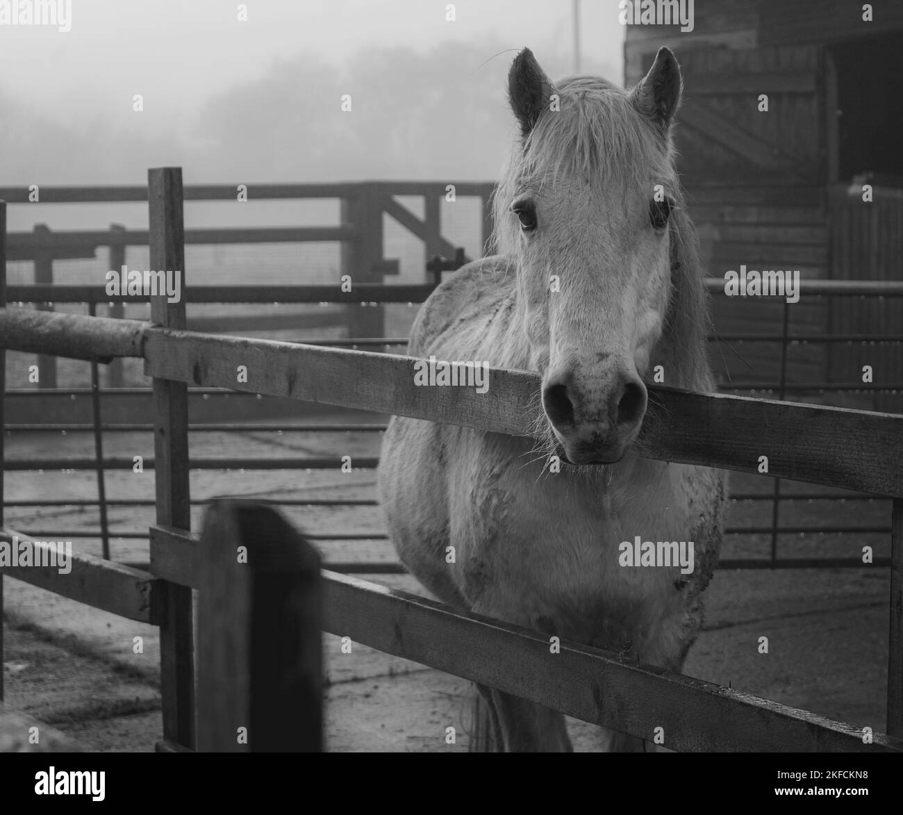 black and white picture of a white/grey pony looking over a yard fence ...