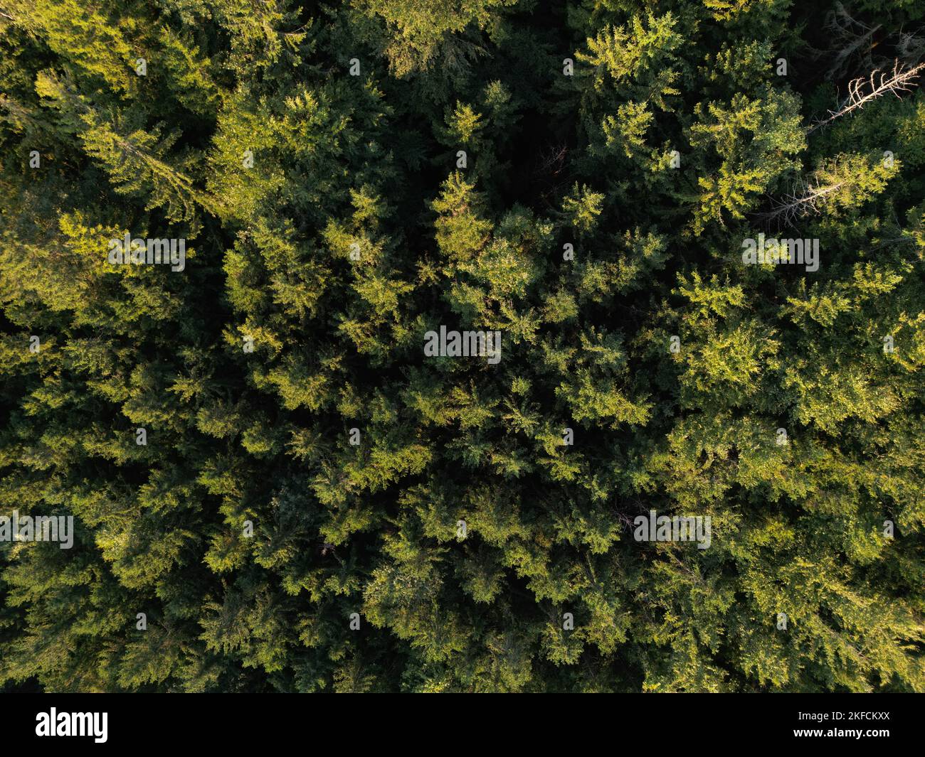 An aerial view of a thick forest landscape in the countryside Stock ...