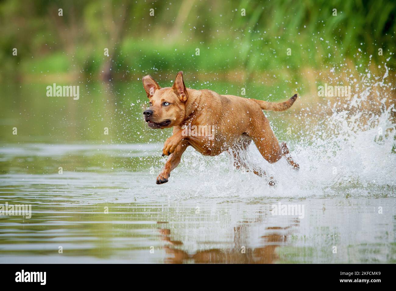 running Louisiana Catahoula Leopard Dog Stock Photo - Alamy