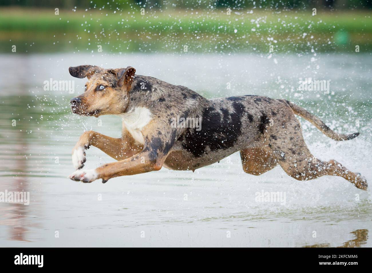 running Louisiana Catahoula Leopard Dog Stock Photo - Alamy