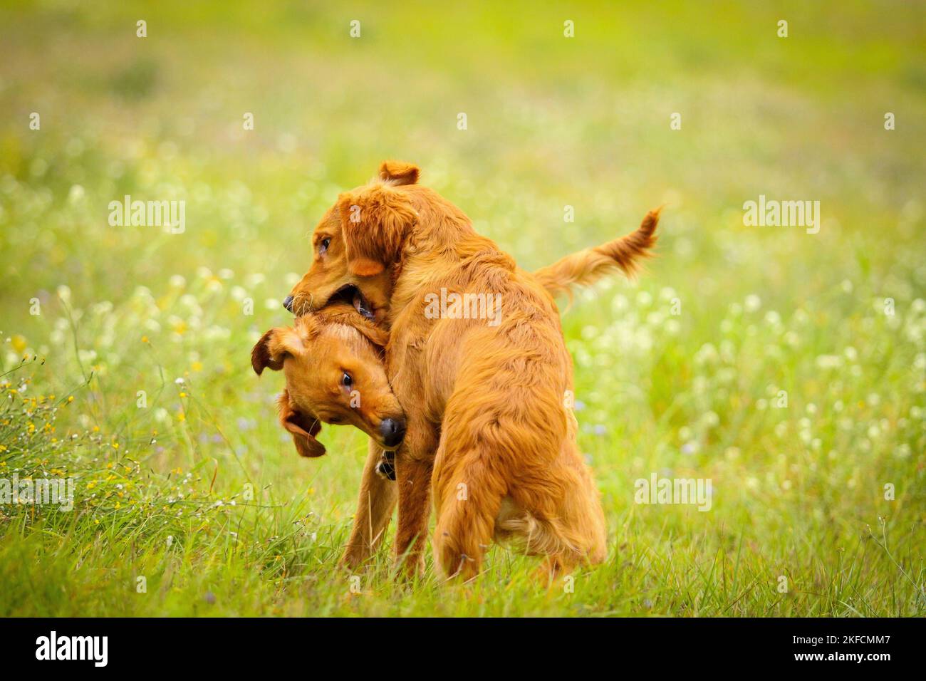Dog biting at back hi-res stock photography and images - Alamy