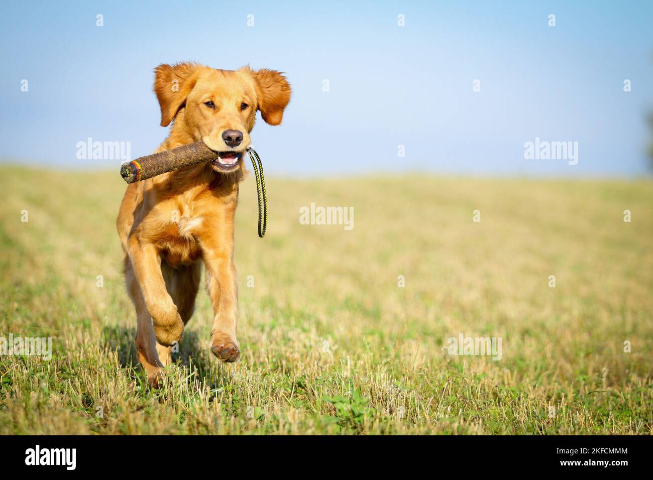 retrieving Golden Retriever Stock Photo - Alamy