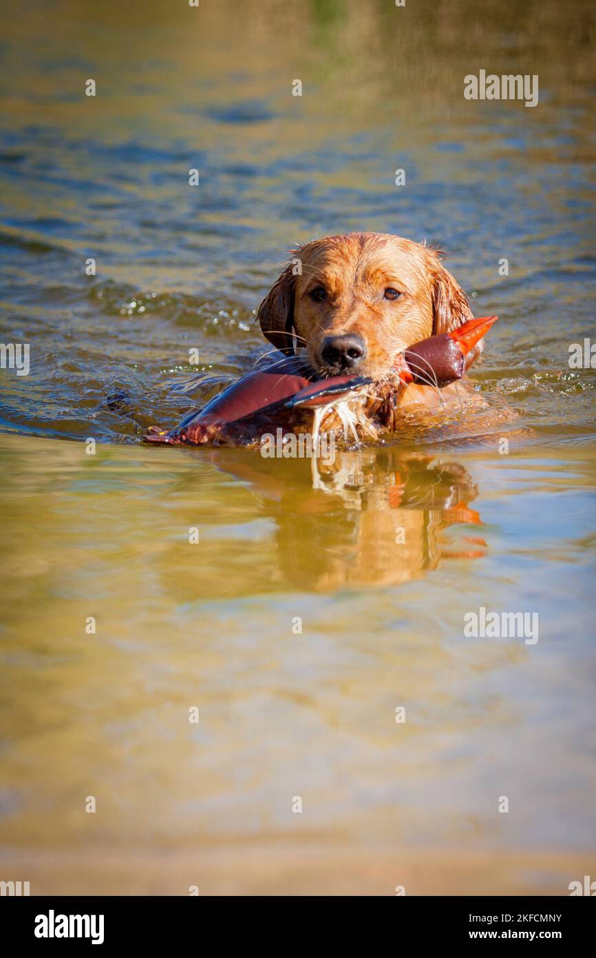 retrieving Golden Retriever Stock Photo - Alamy