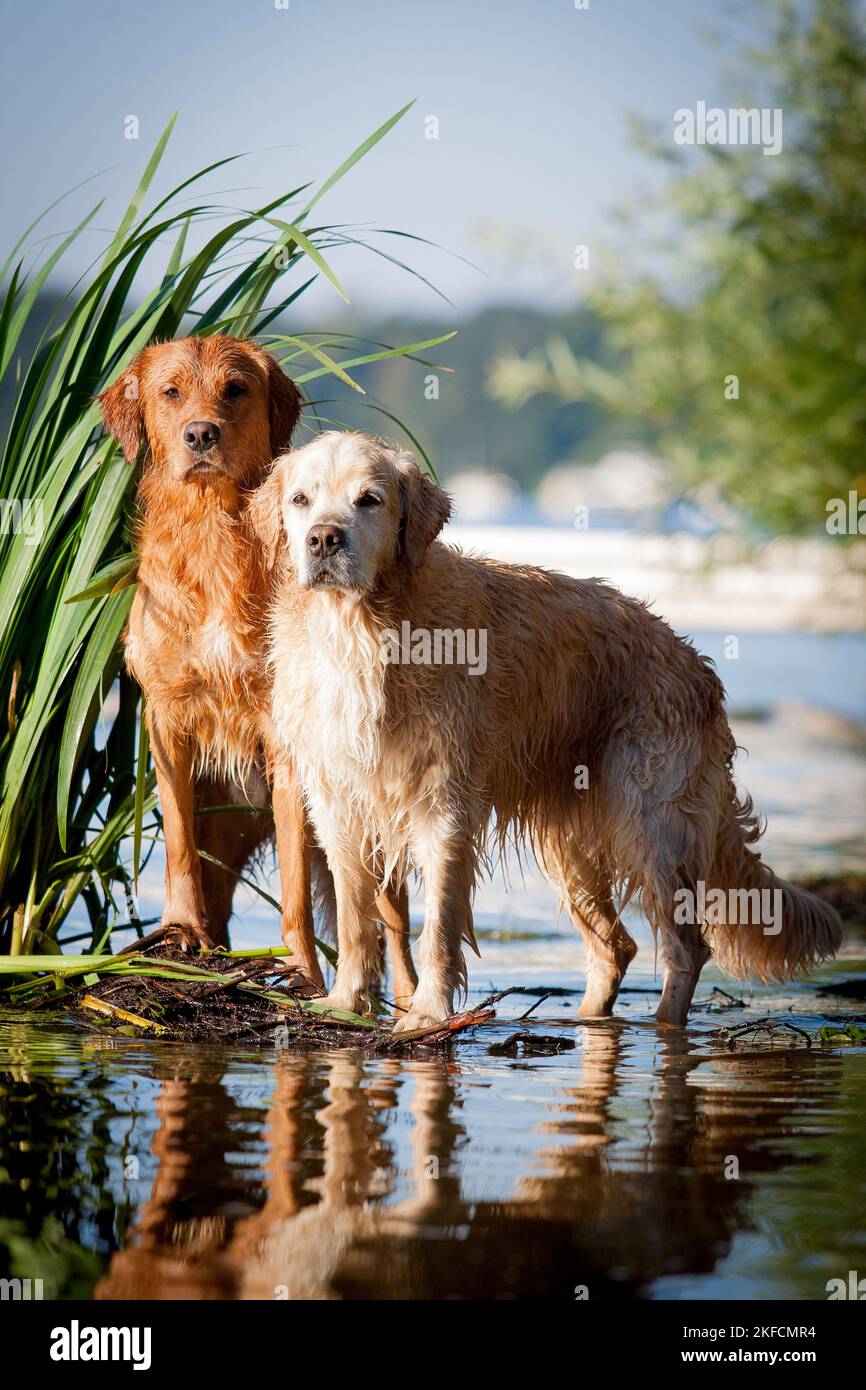 standing Golden Retriever Stock Photo - Alamy