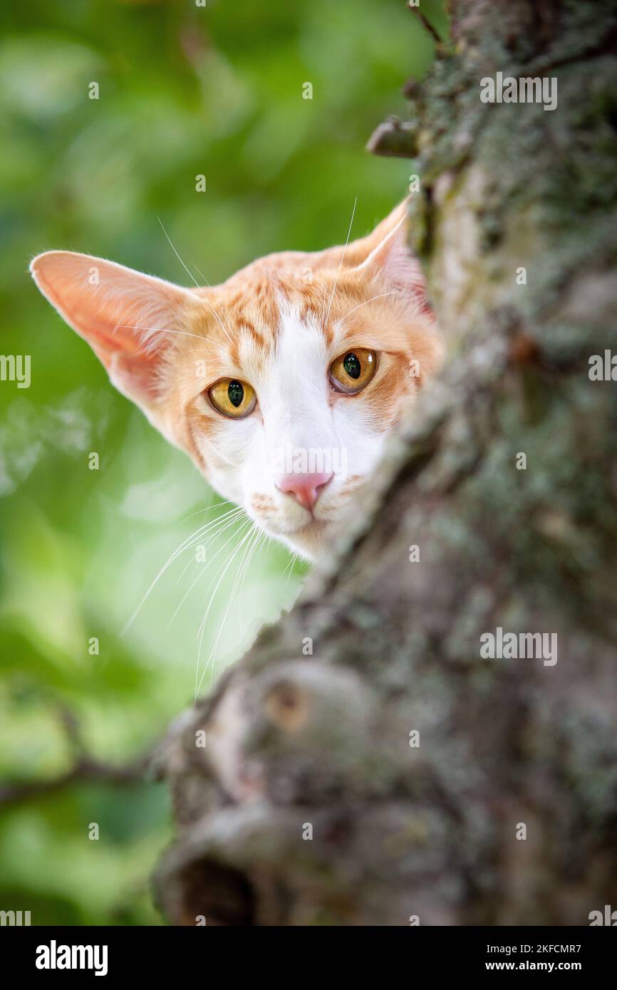 Oriental Longhair Cat Stock Photo - Alamy