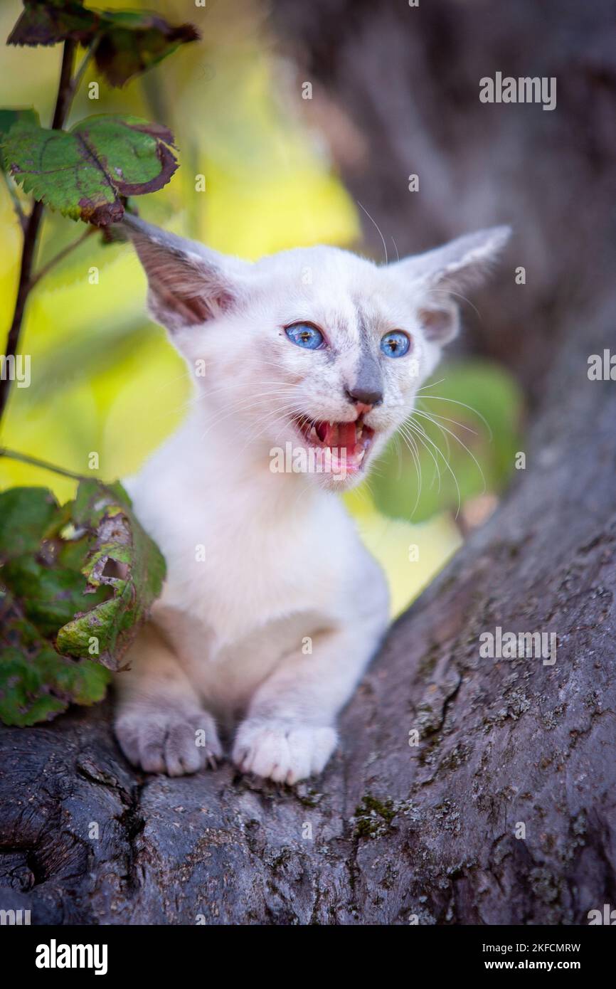 Cry baby tree hi-res stock photography and images - Alamy