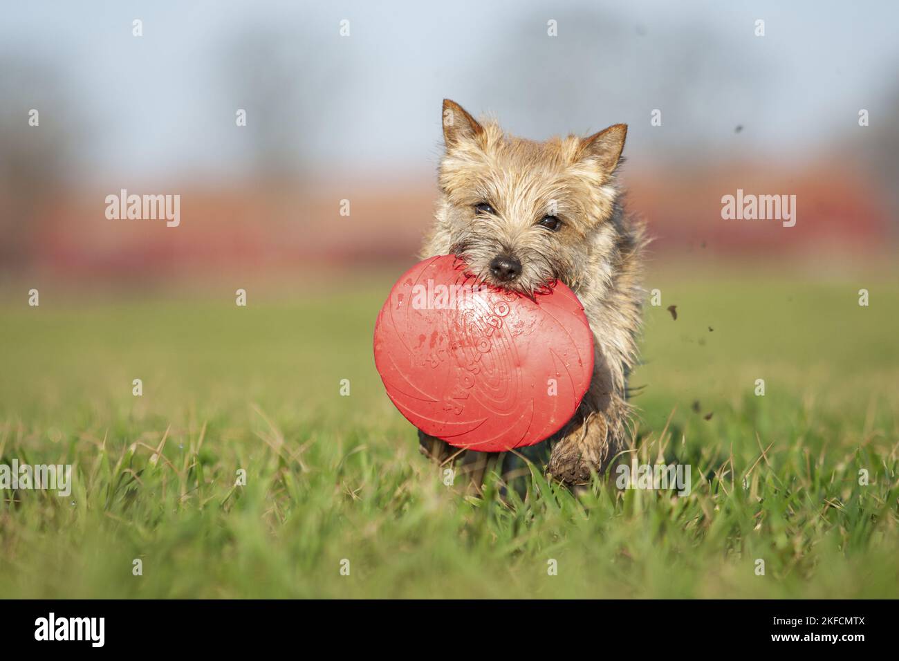 Carrying frisbee hi-res stock photography and images - Alamy