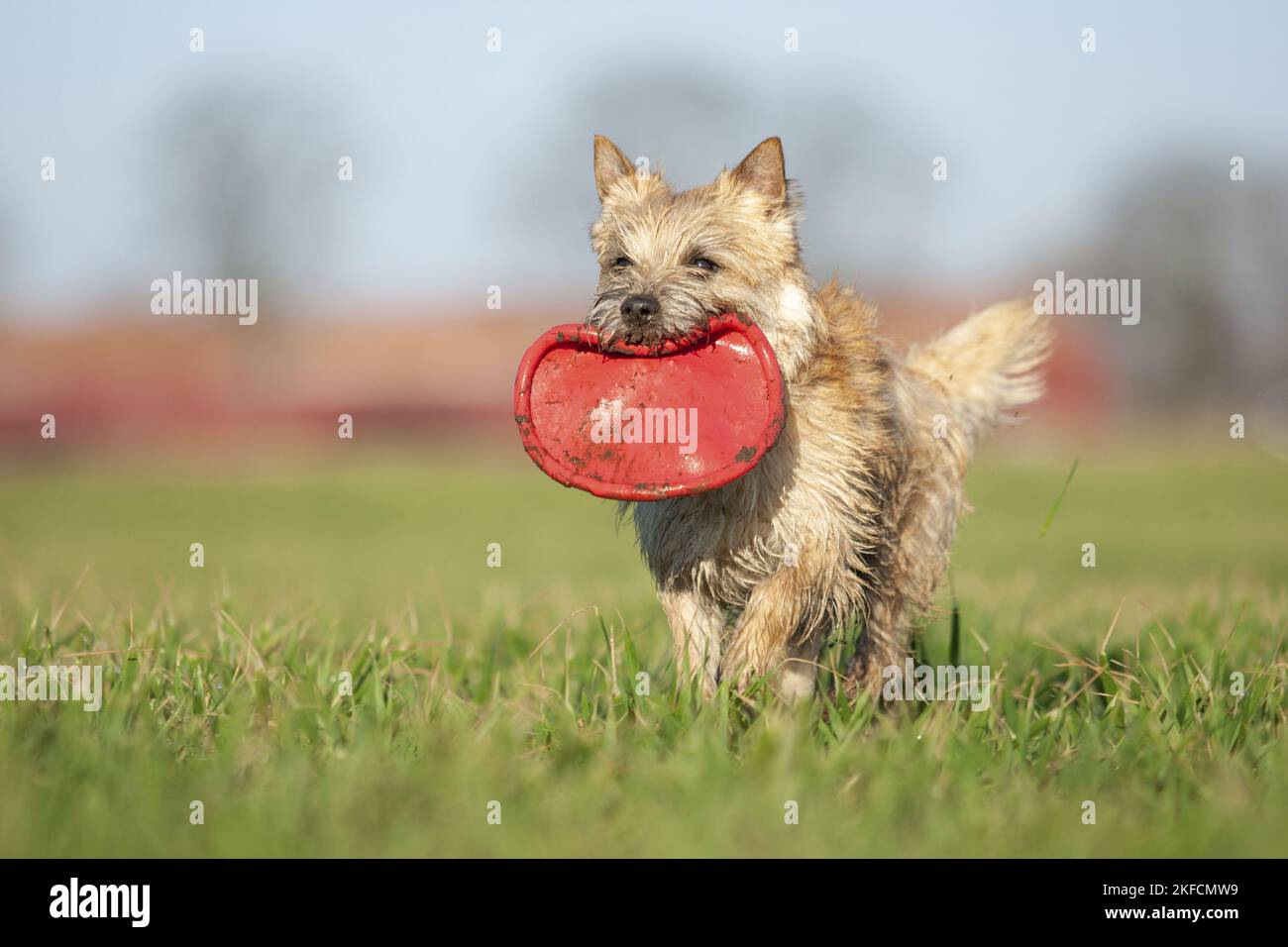 Carrying frisbee hi-res stock photography and images - Alamy