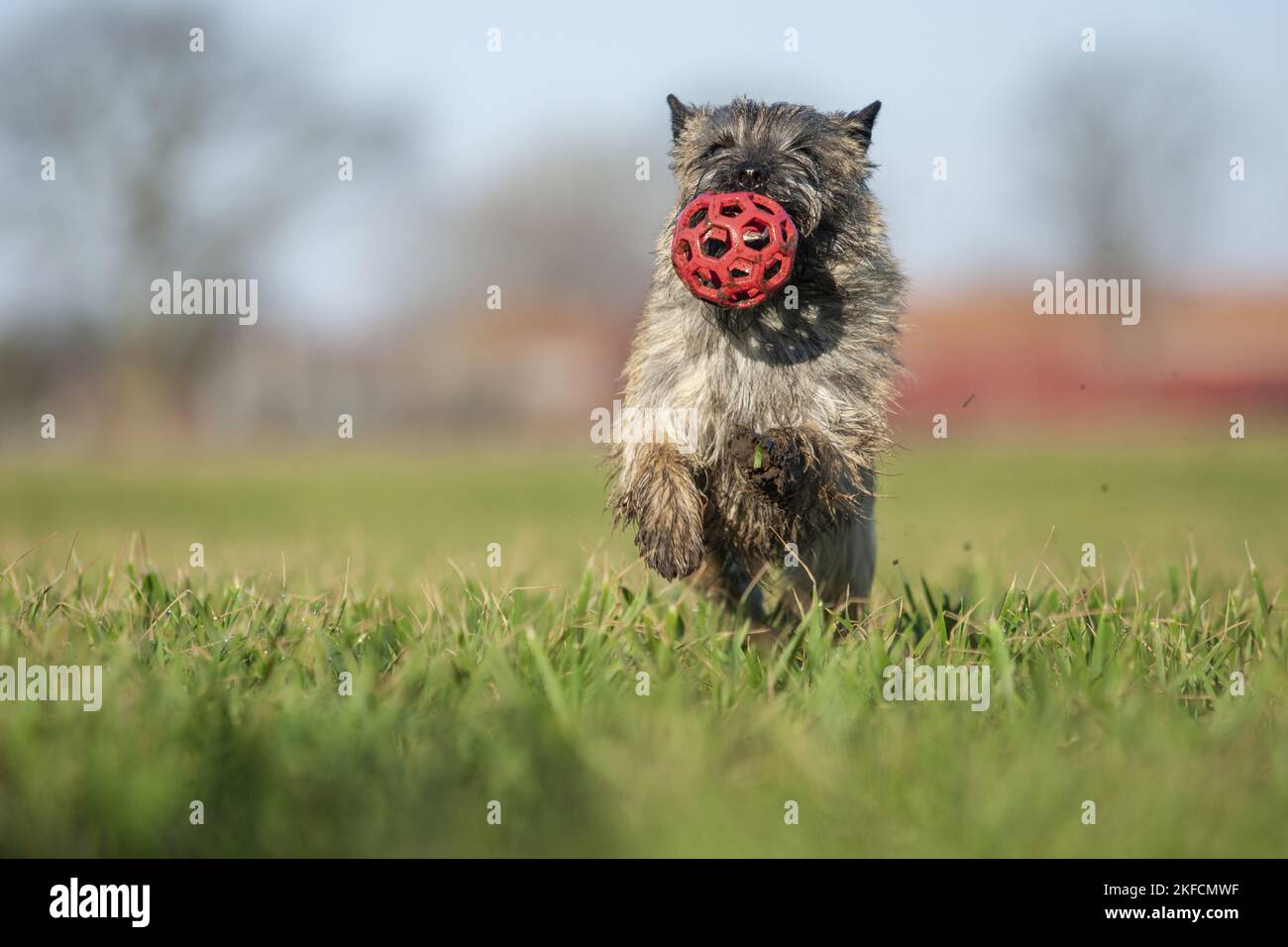 Retrieves ball hi-res stock photography and images - Alamy