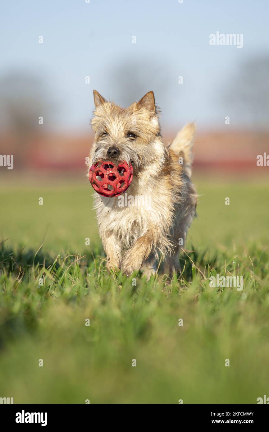Retrieves ball hi-res stock photography and images - Alamy