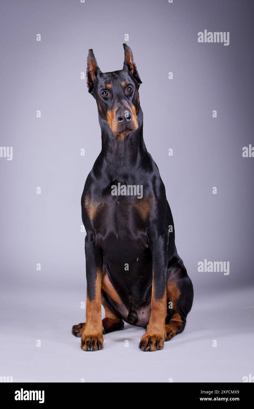 sitting Doberman Pinscher Stock Photo - Alamy