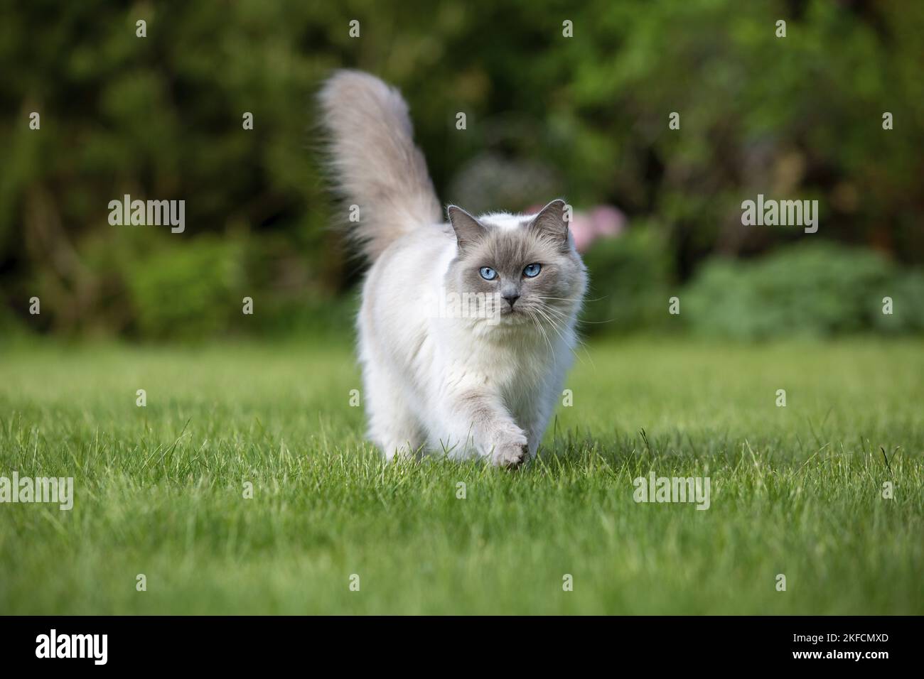 Ragdoll cat walks hi-res stock photography and images - Alamy