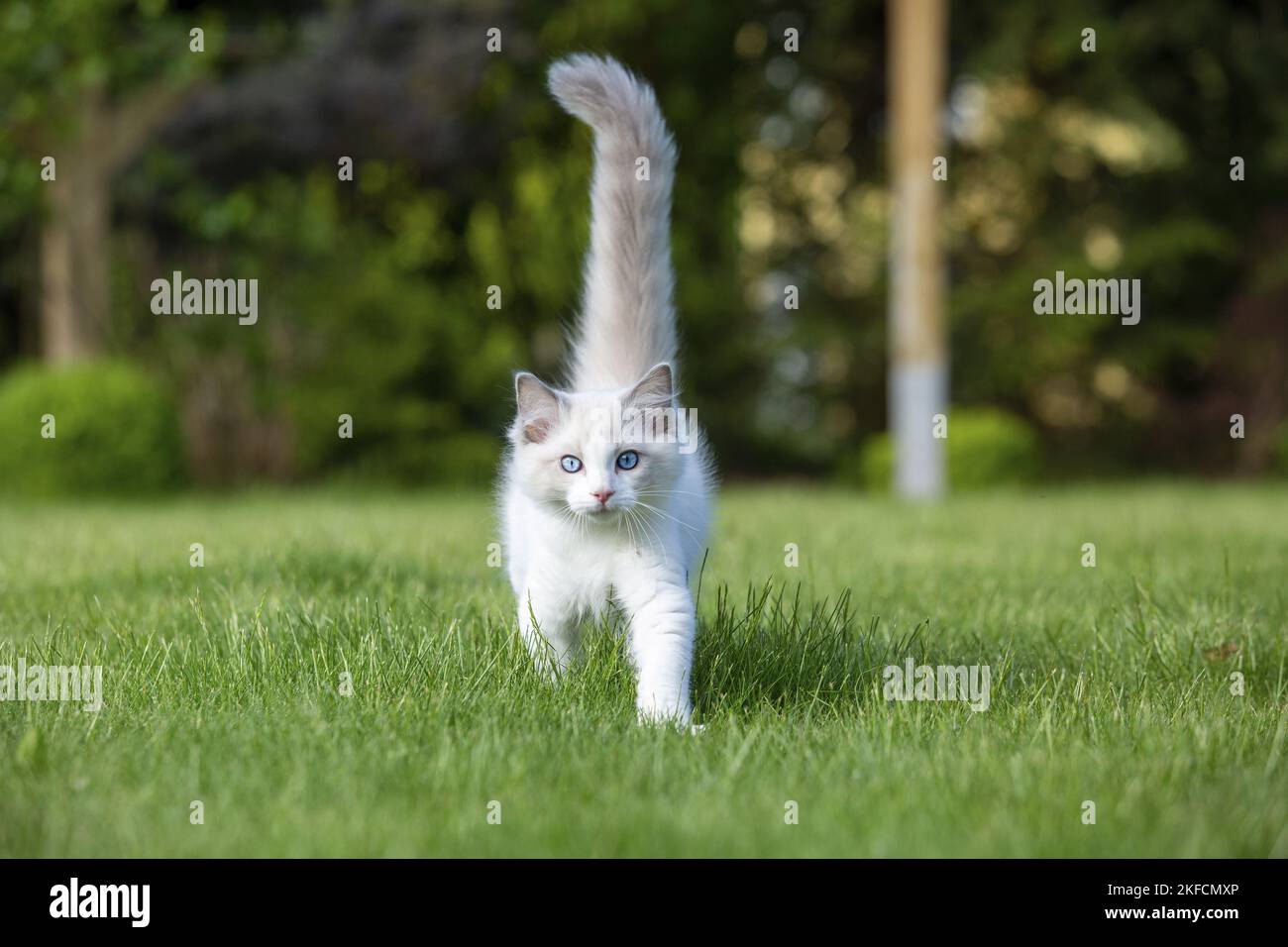 Ragdoll cat walks hi-res stock photography and images - Alamy