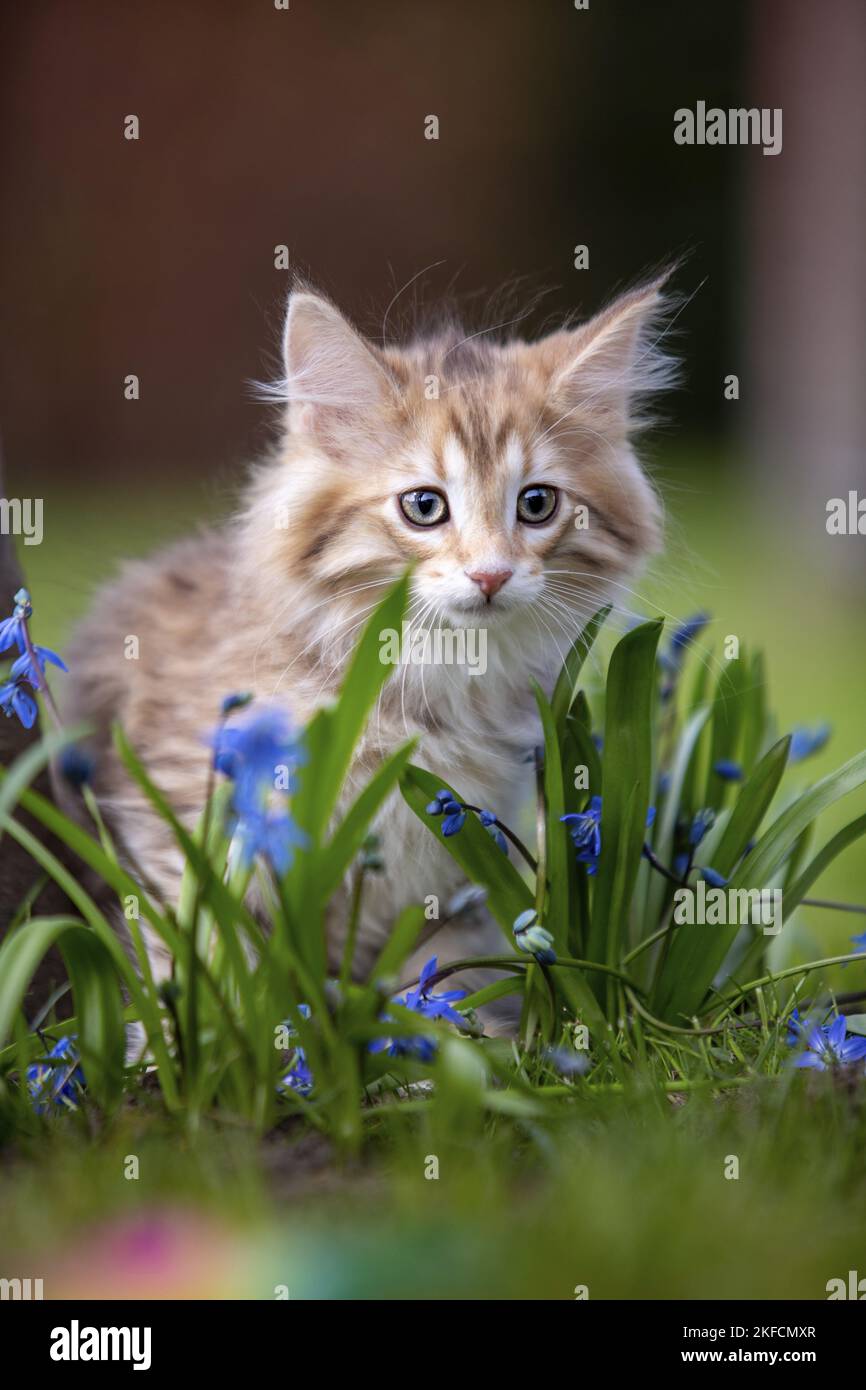 Norwegian Forest Kitten Stock Photo - Alamy