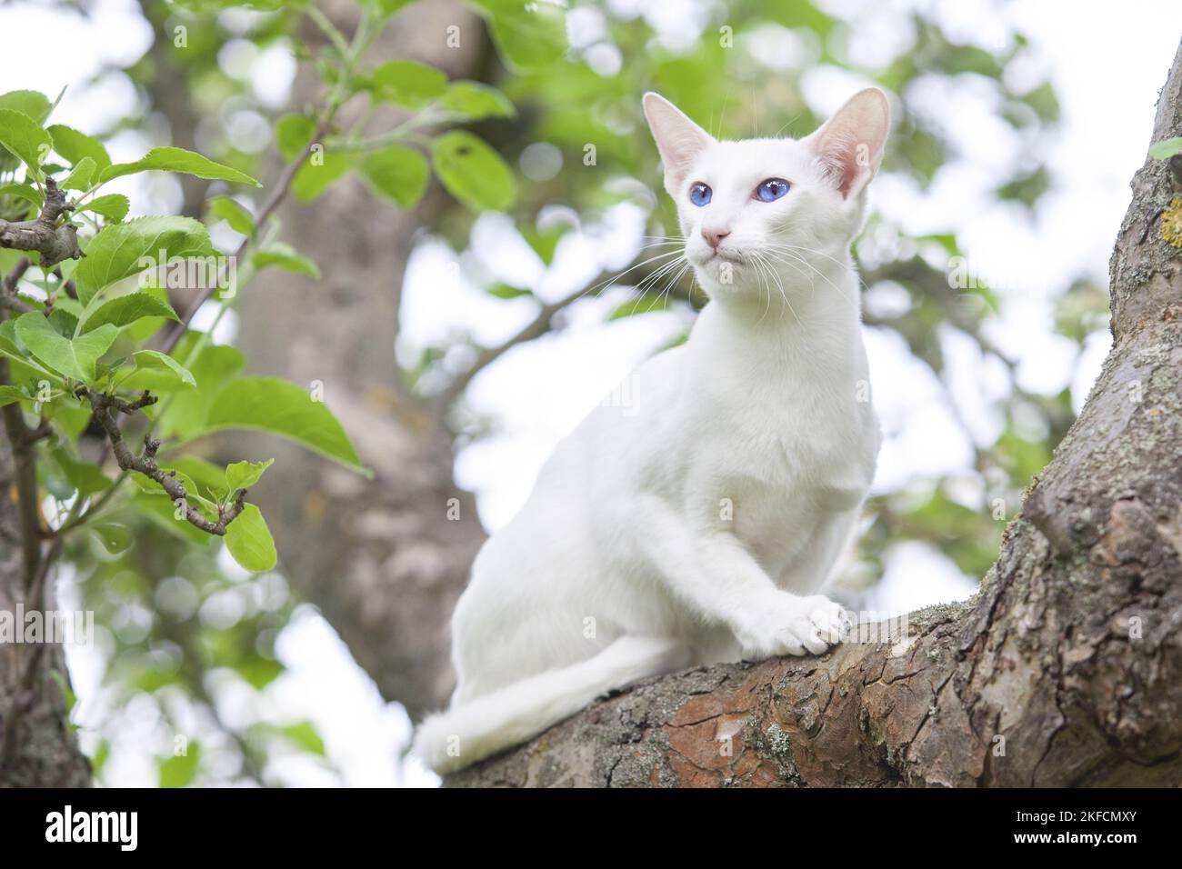 white Balinese on tree Stock Photo - Alamy