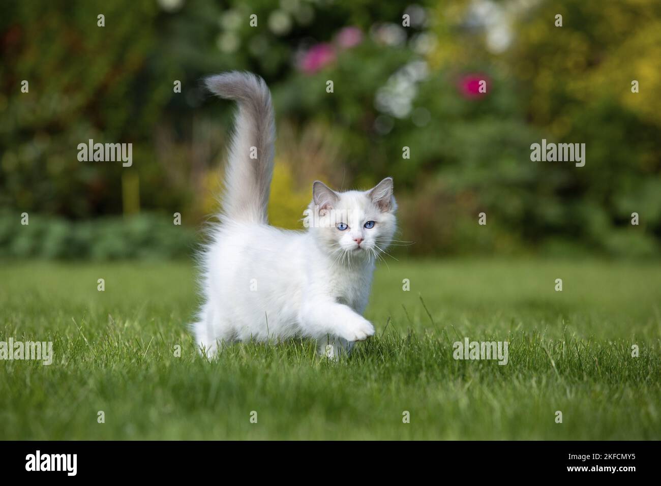 Ragdoll cat walks hi-res stock photography and images - Alamy