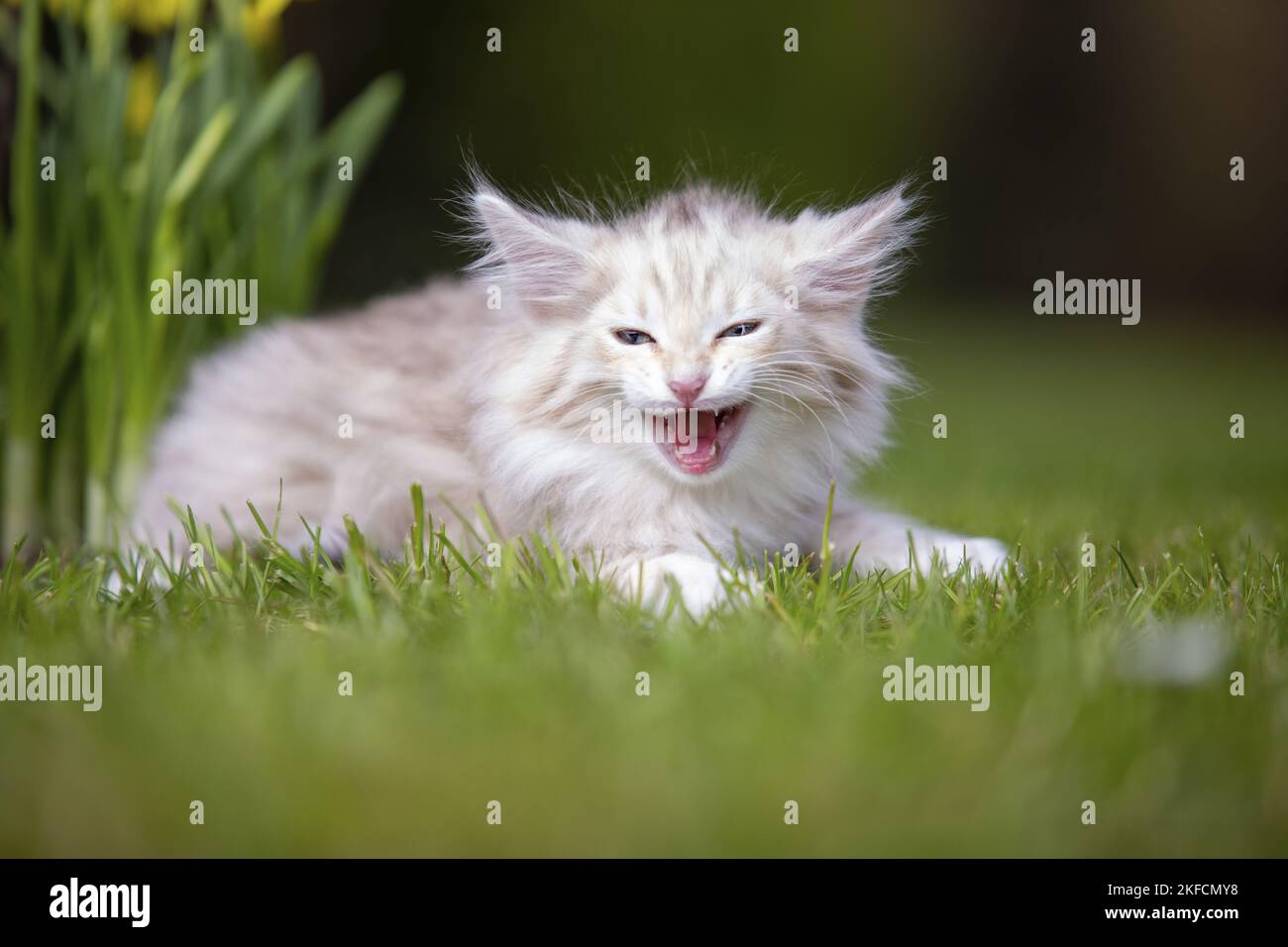 Norwegian Forest Kitten Stock Photo - Alamy