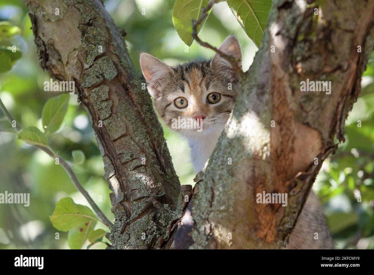 Kitten on the tree hi-res stock photography and images - Alamy