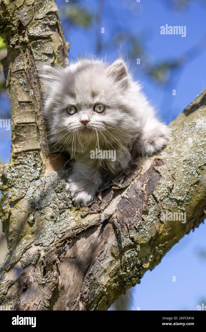 British Longhair Kitten Stock Photo - Alamy