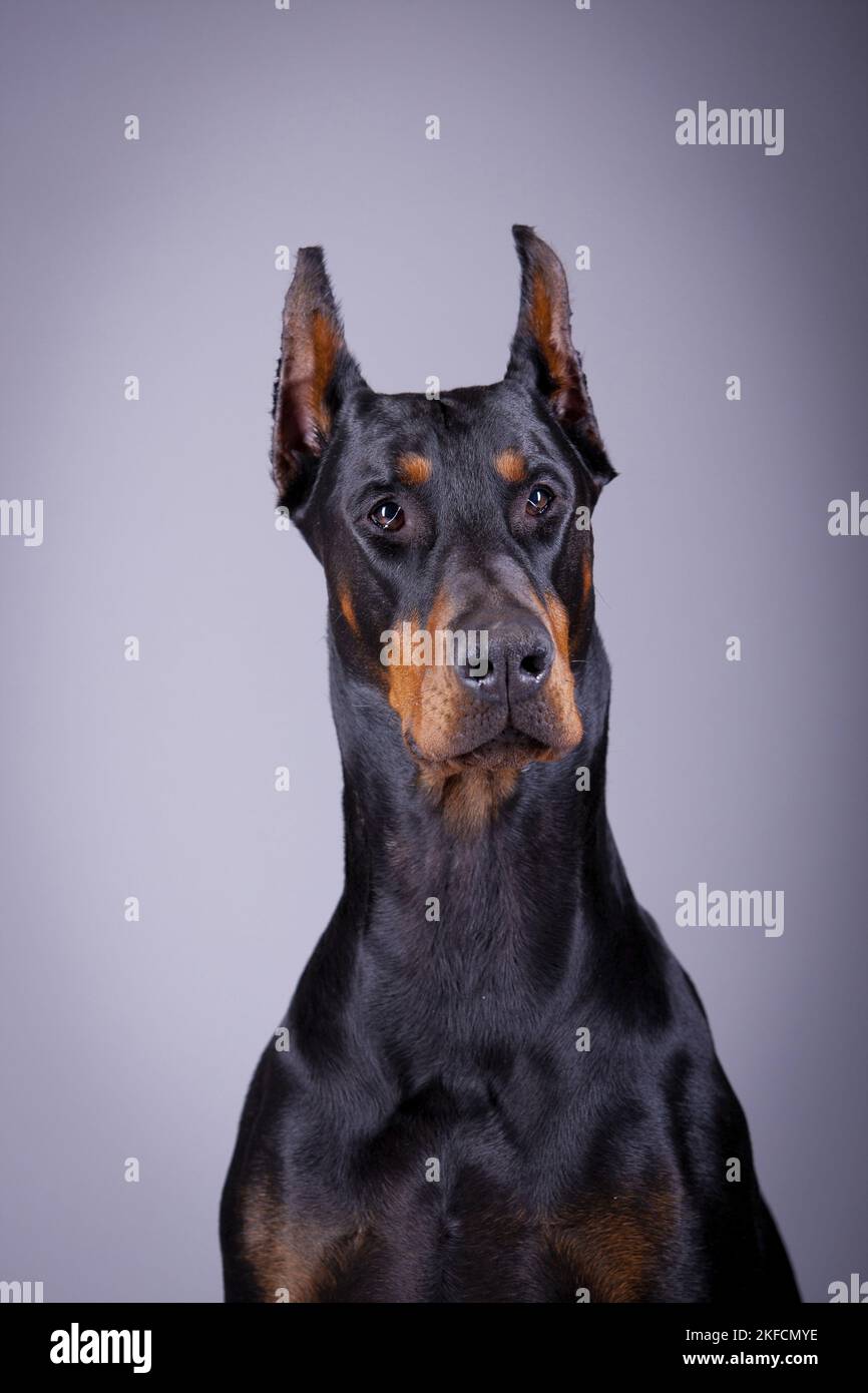 Doberman Pinscher Portrait Stock Photo - Alamy