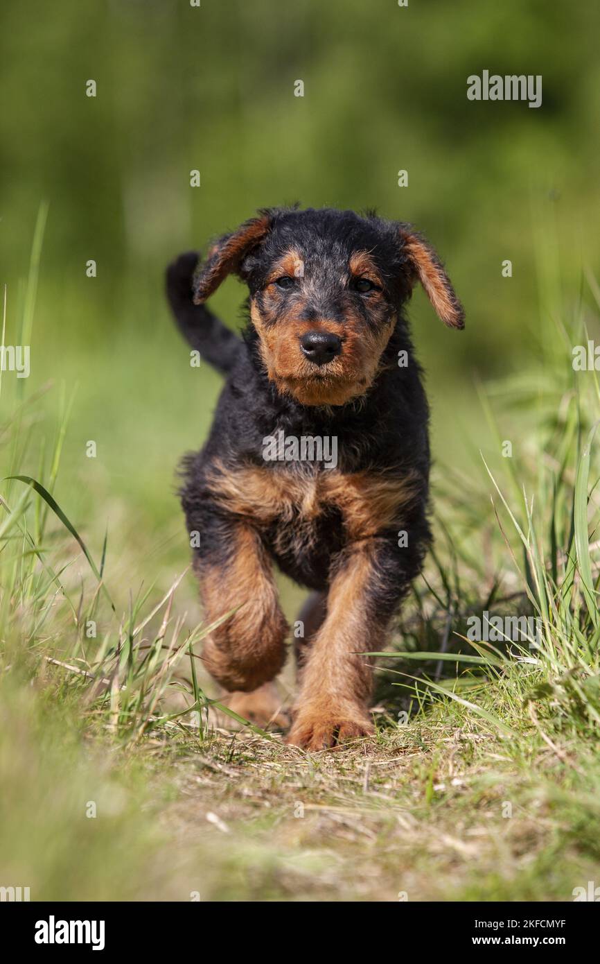 running Airedale Terrier Puppy Stock Photo - Alamy