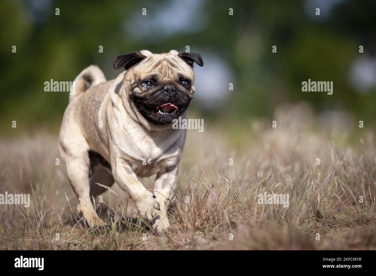 Dog pug breed walks hi-res stock photography and images - Alamy