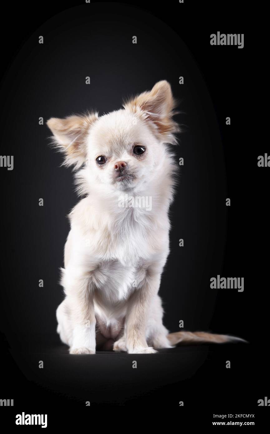 sitting Chin Chi Stock Photo - Alamy