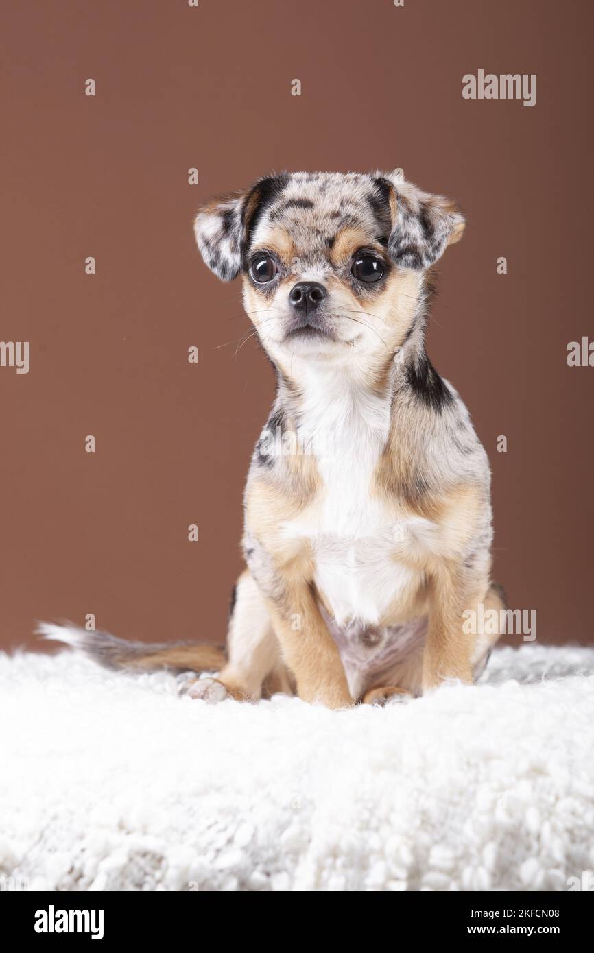 sitting Chin Chi Stock Photo - Alamy