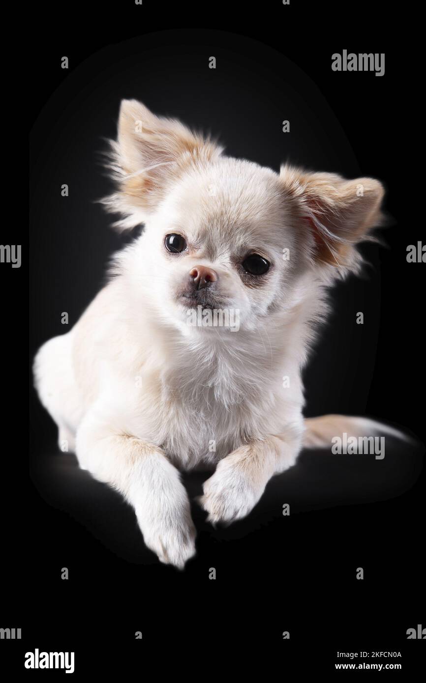 lying Chin Chi Stock Photo - Alamy
