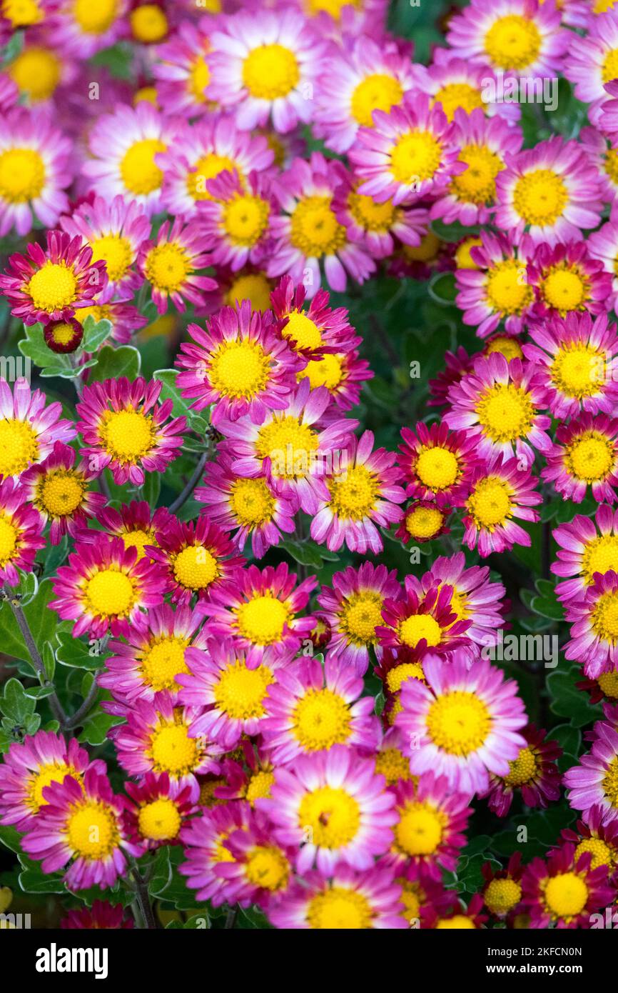 Chrysanthemums flowers mums plants hi-res stock photography and images ...