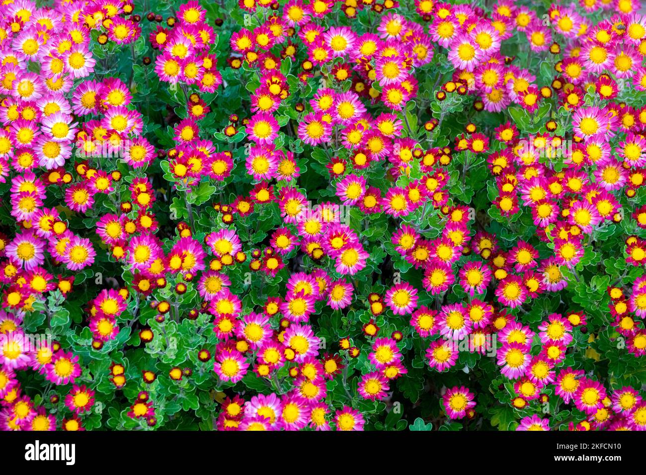 Chrysanthemums flowers mums plants hi-res stock photography and images ...