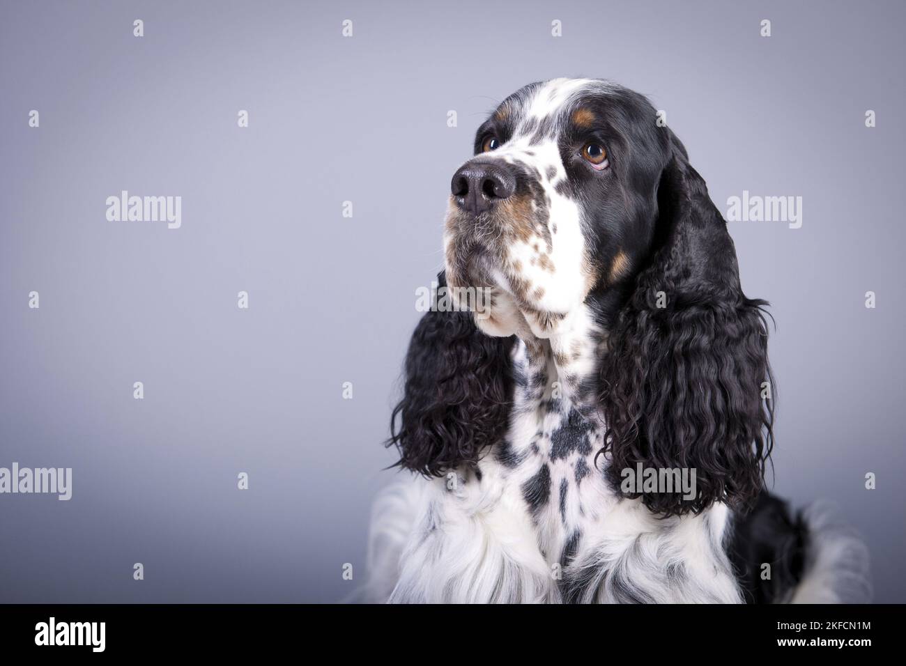 English Springer Spaniel Portrait Stock Photo - Alamy