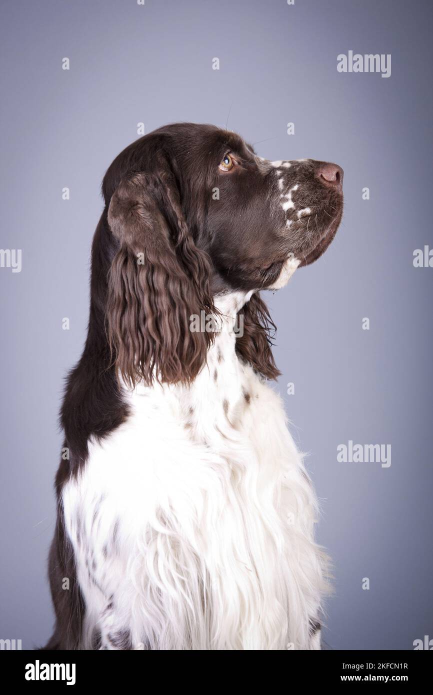 English Springer Spaniel Portrait Stock Photo - Alamy