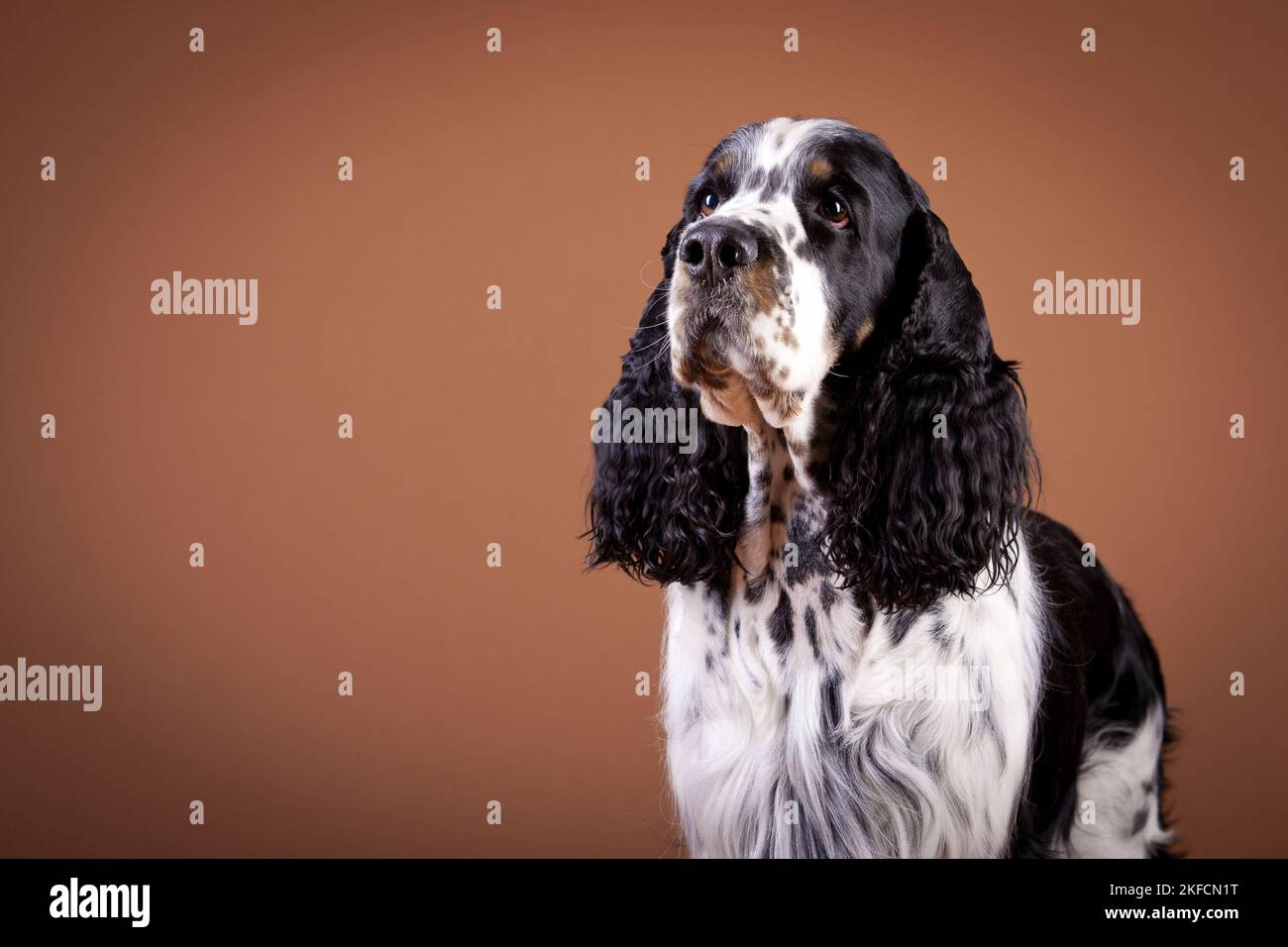 English Springer Spaniel Portrait Stock Photo - Alamy