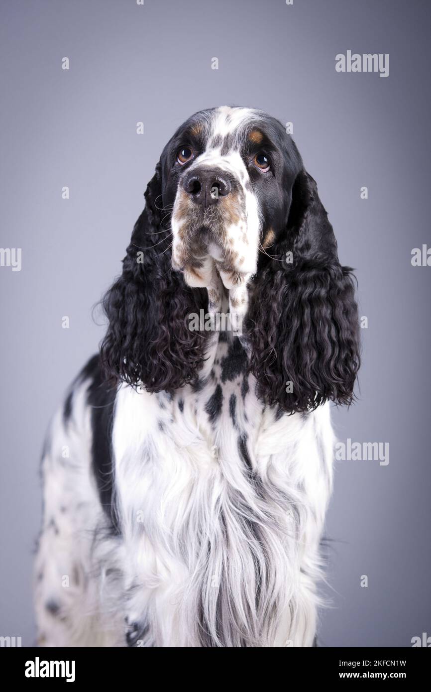 English Springer Spaniel Portrait Stock Photo - Alamy