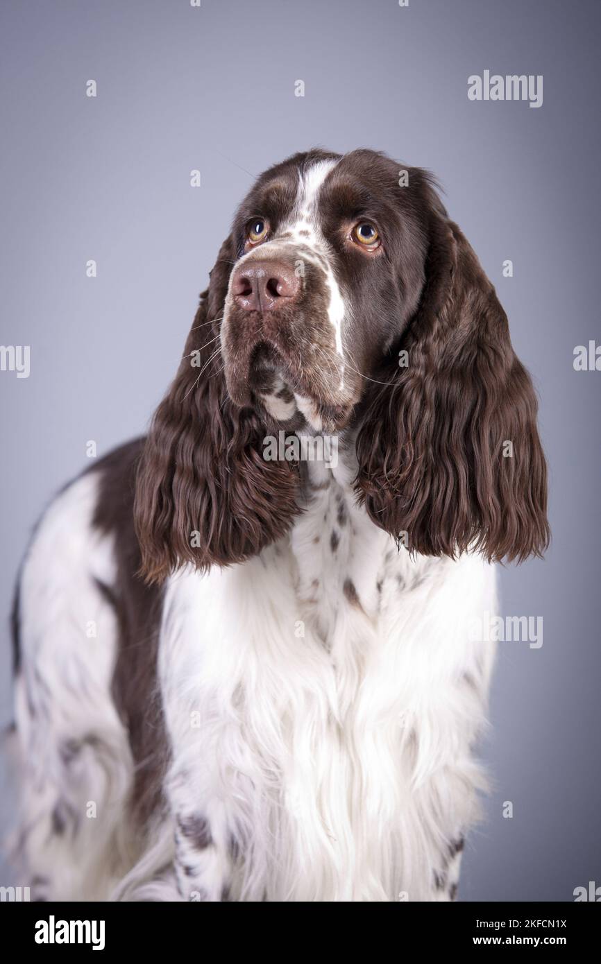 English Springer Spaniel Portrait Stock Photo - Alamy