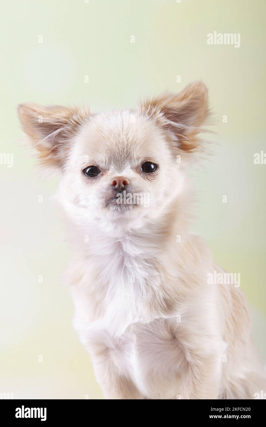 Chin Chi Portrait Stock Photo - Alamy