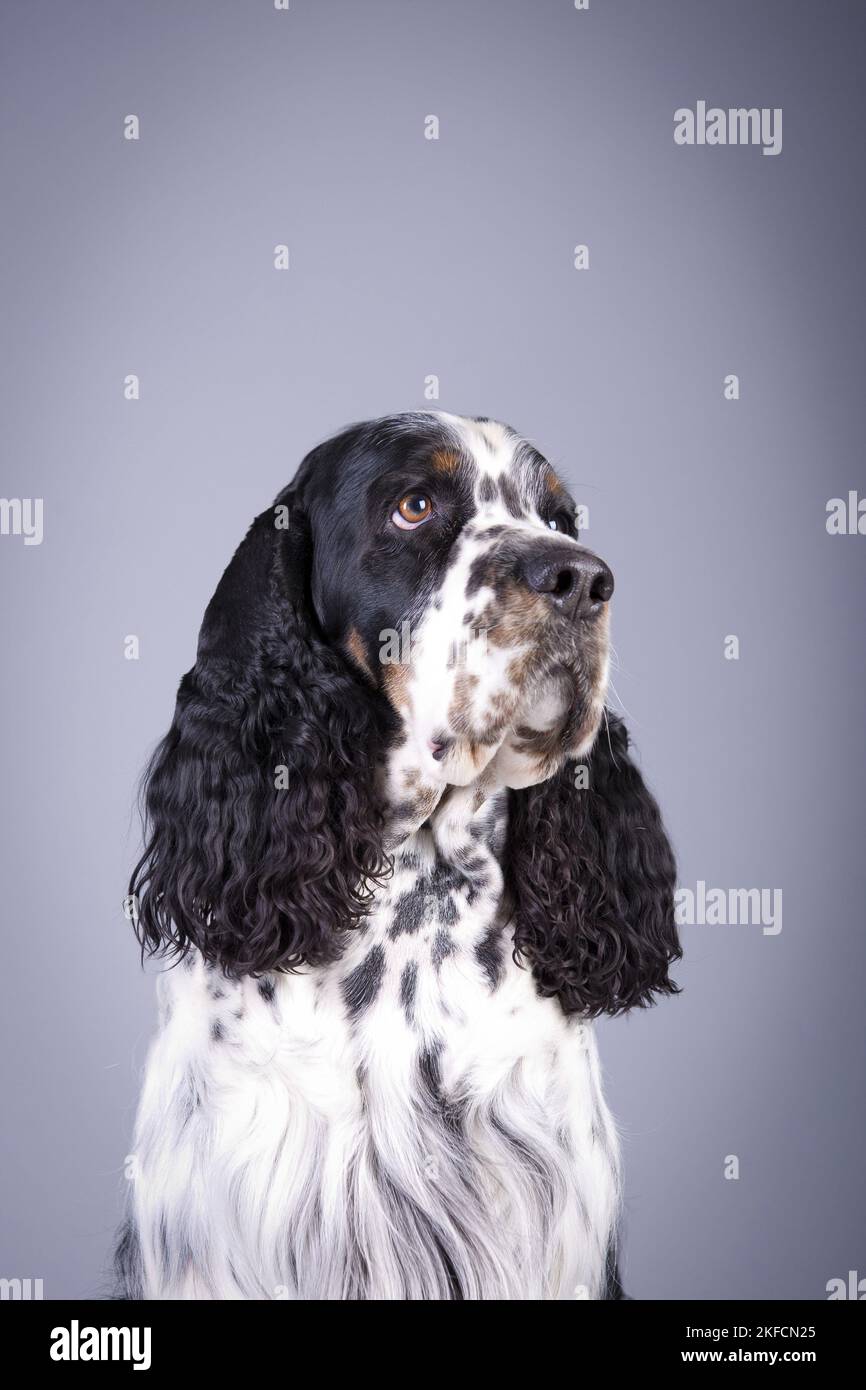 English Springer Spaniel Portrait Stock Photo - Alamy