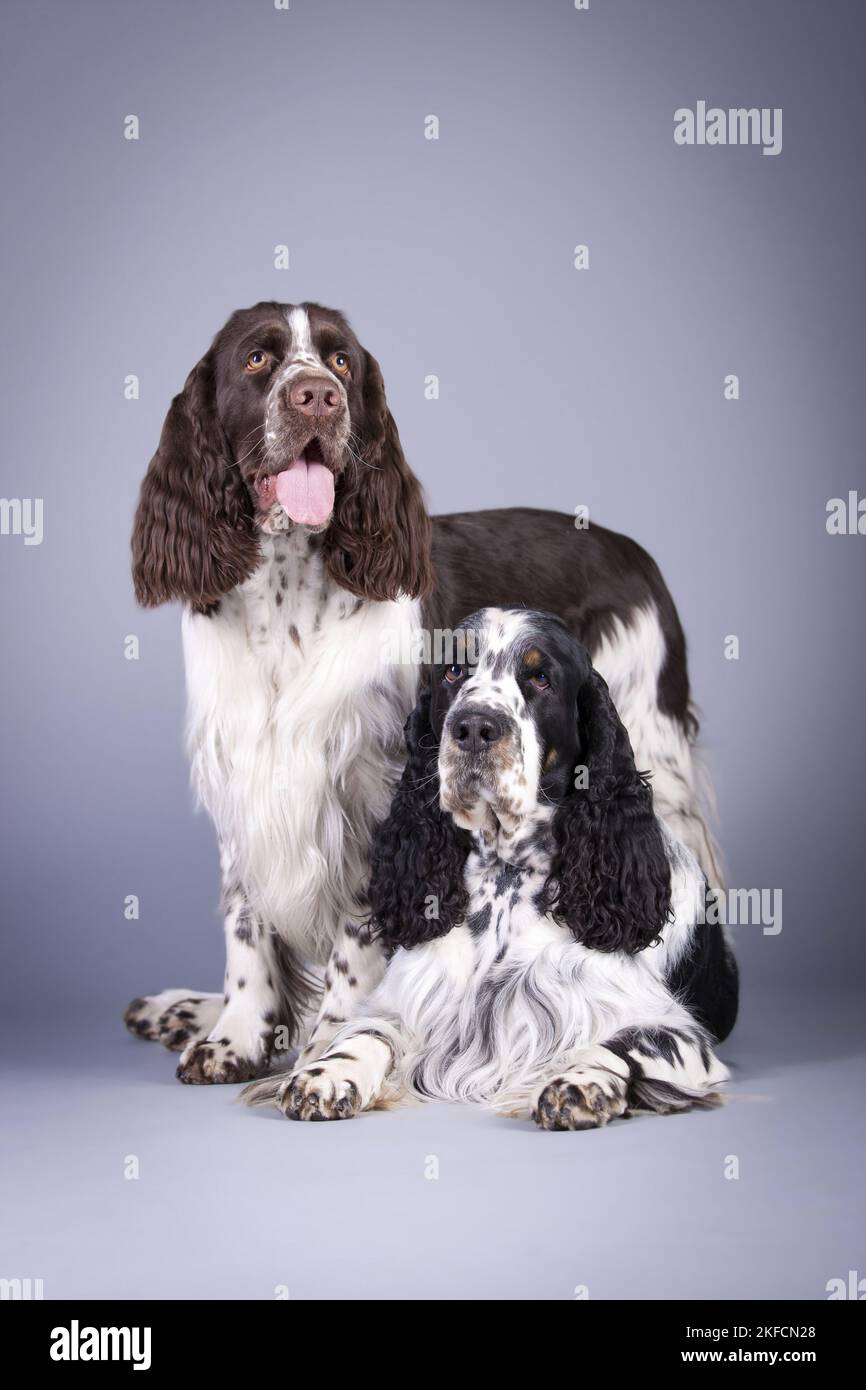Two english springer spaniels hi-res stock photography and images - Alamy