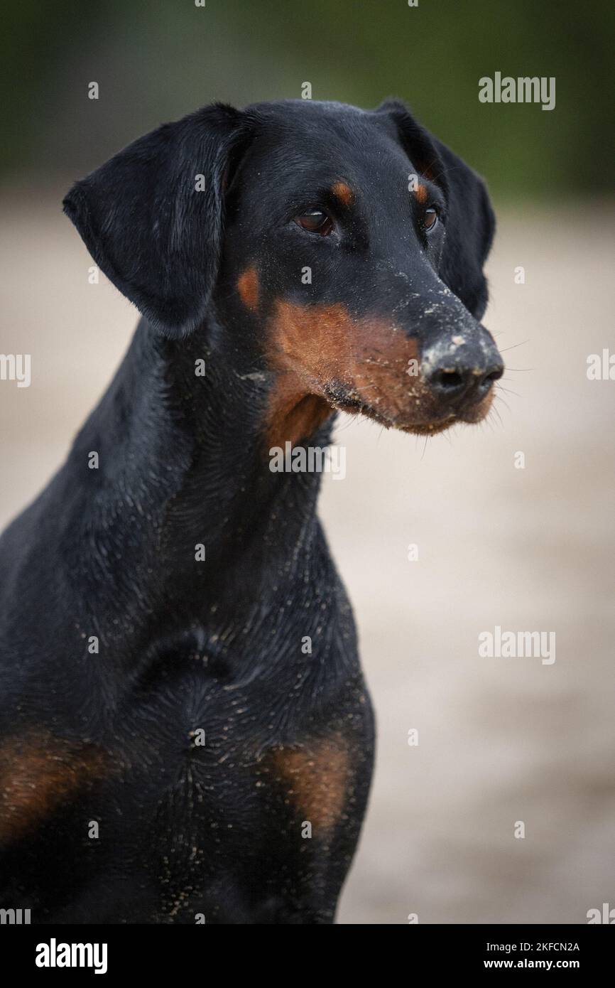 Doberman Pinscher Portrait Stock Photo - Alamy