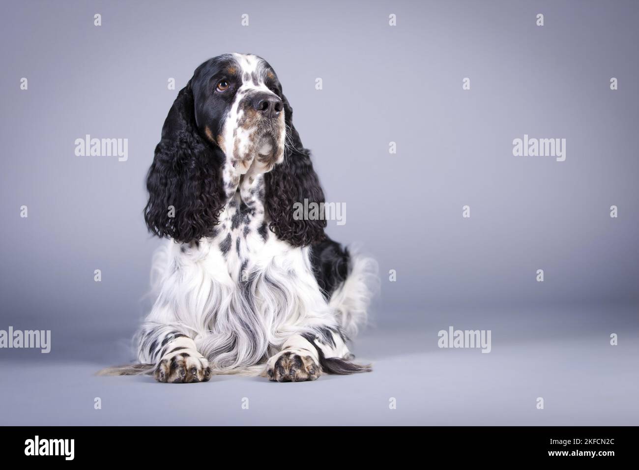 lying English Springer Spaniel Stock Photo - Alamy