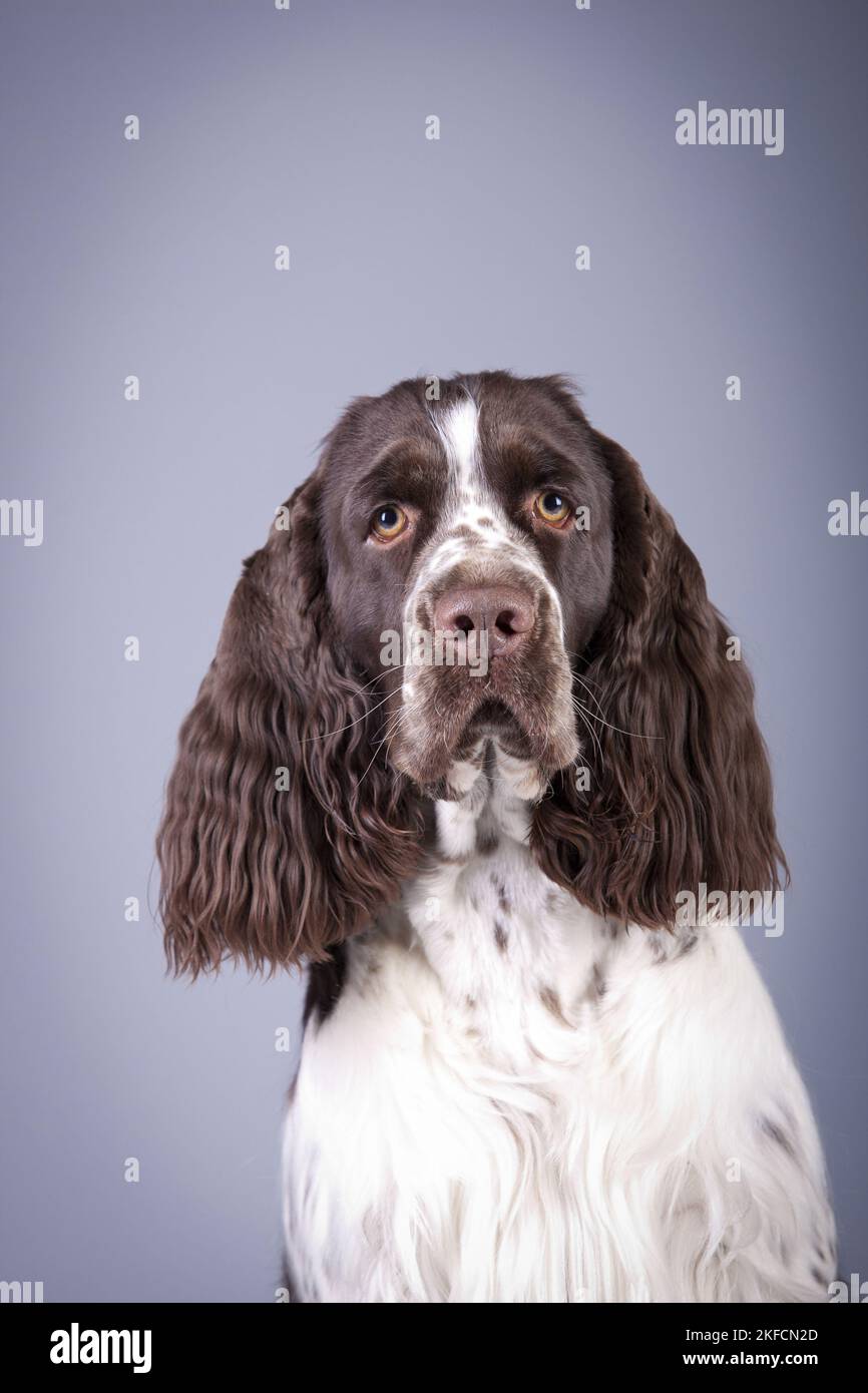 English Springer Spaniel Portrait Stock Photo - Alamy