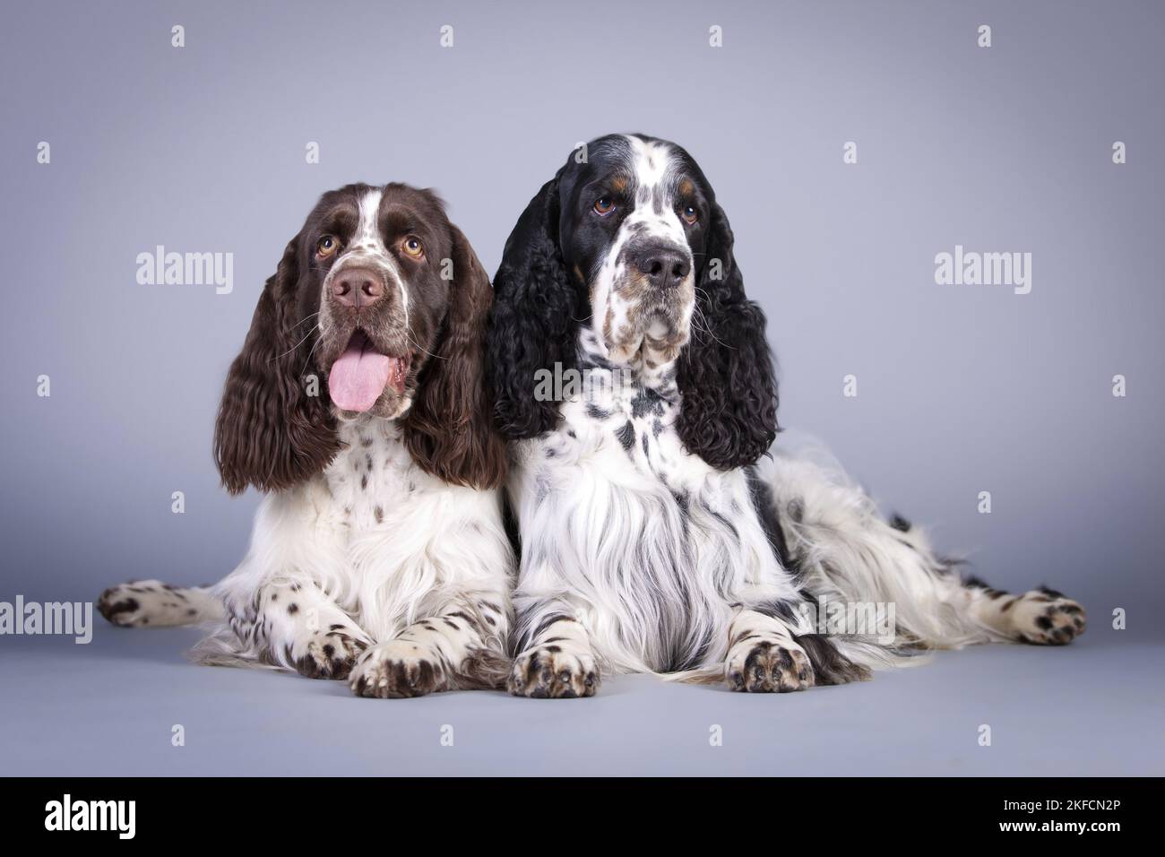 two English Springer Spaniels Stock Photo - Alamy