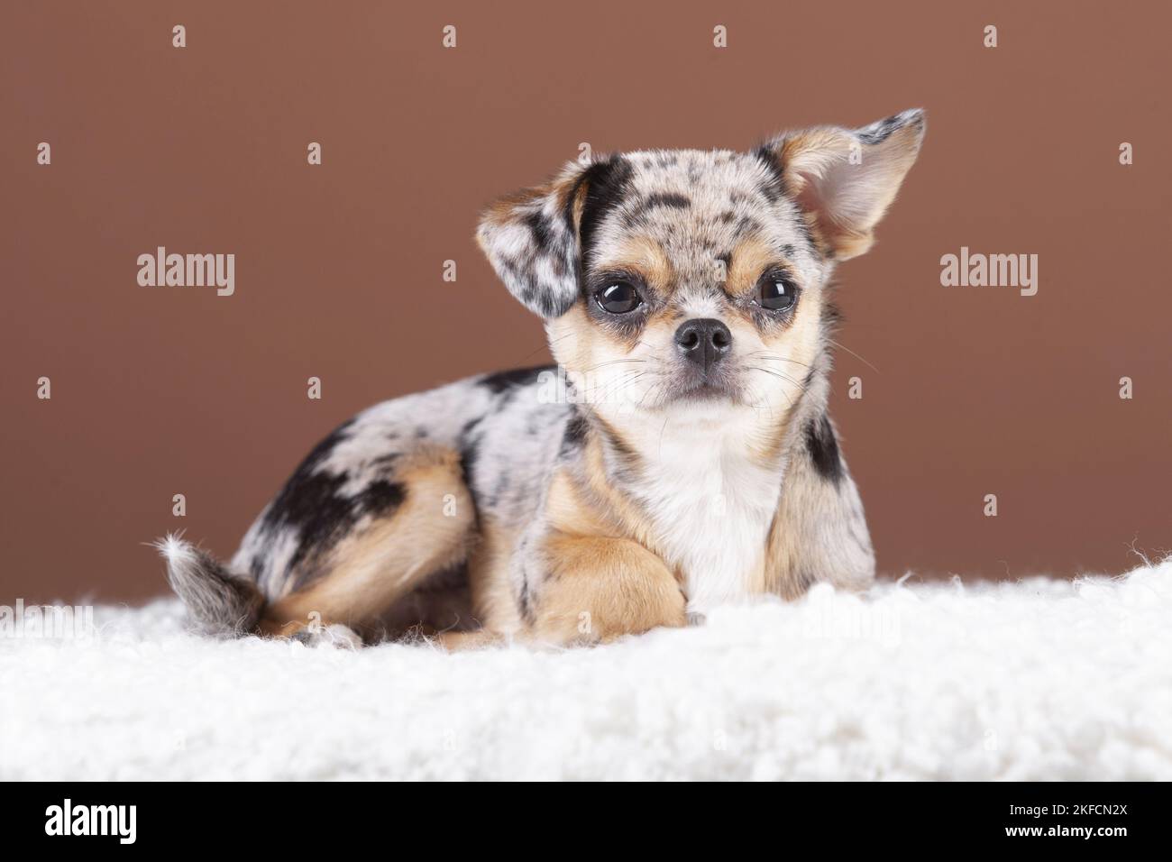 lying Chin Chi Puppy Stock Photo - Alamy