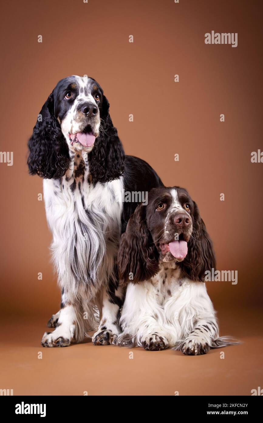 two English Springer Spaniels Stock Photo - Alamy
