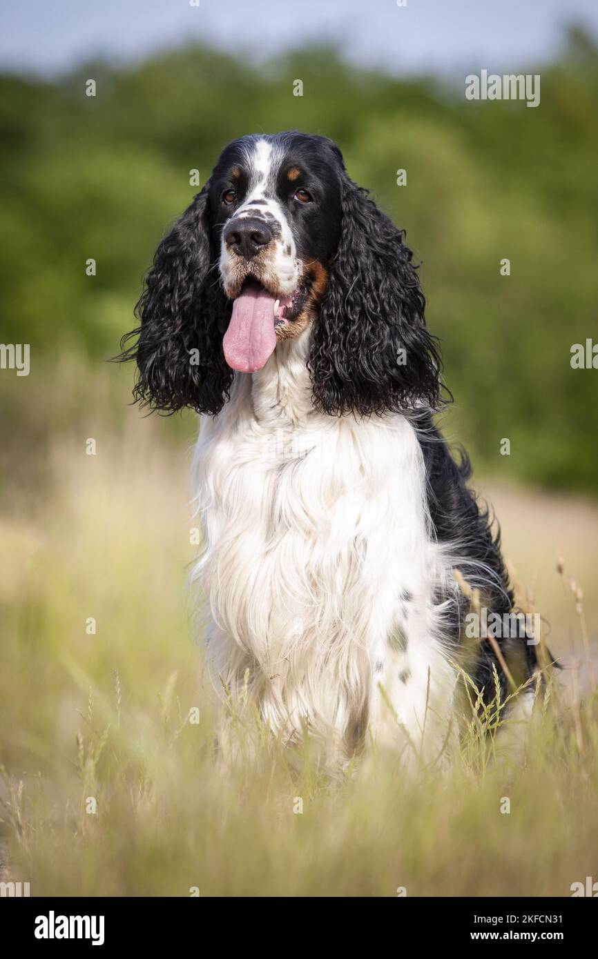 sitting English Springer Spaniel Stock Photo - Alamy