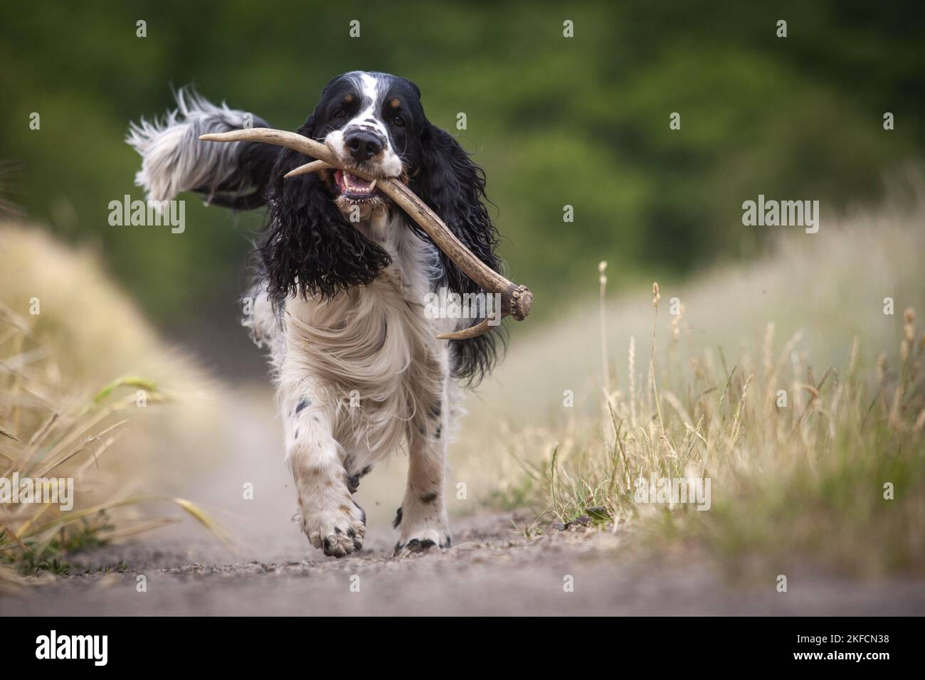 playing English Springer Spaniel Stock Photo - Alamy