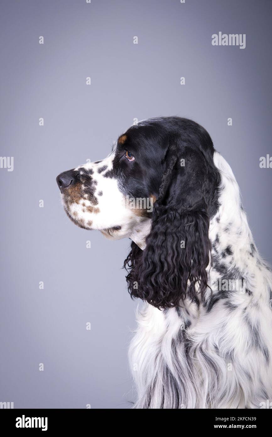 Profile of spaniels head hi-res stock photography and images - Alamy