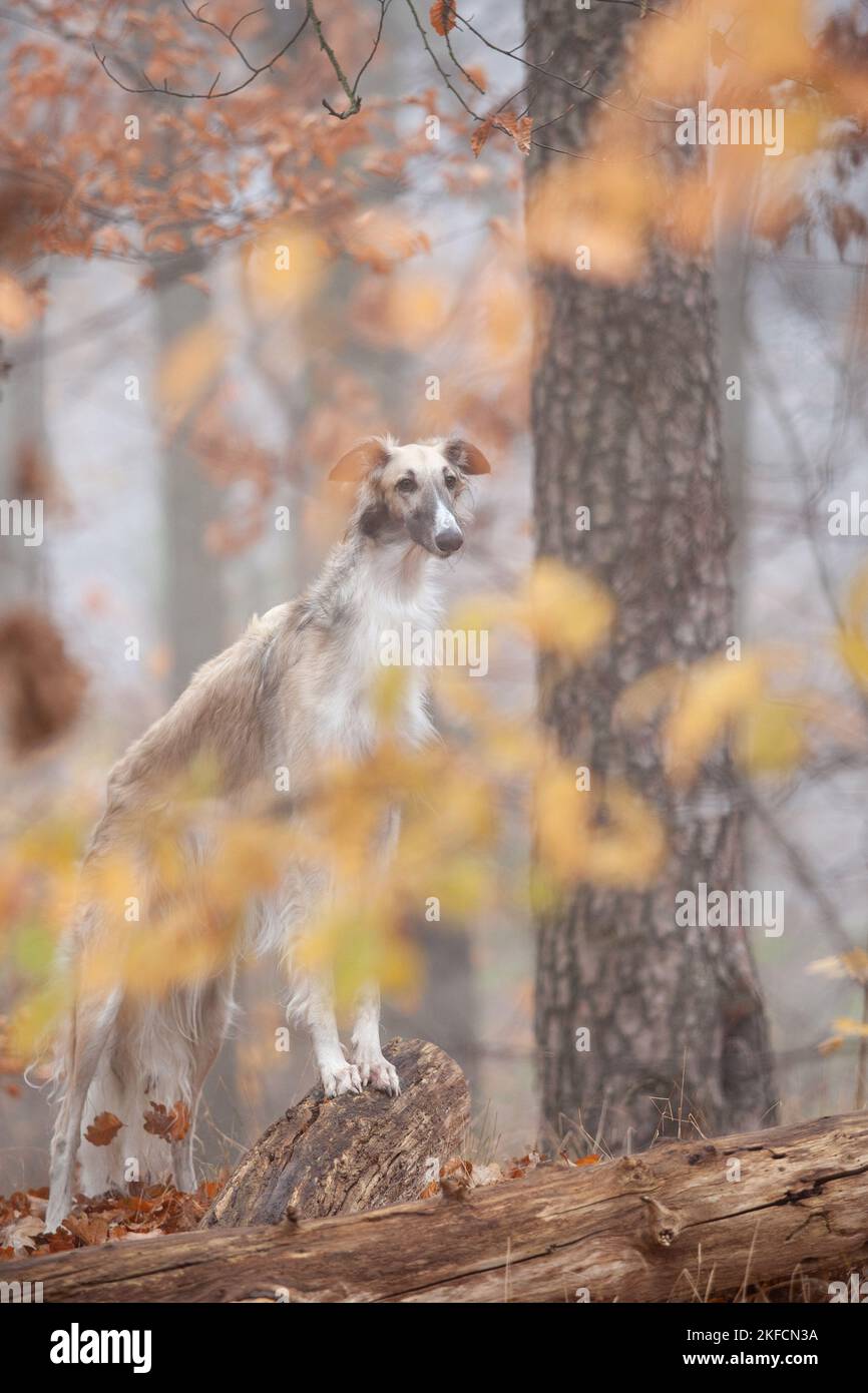 Two borzoi dogs also russian wolfhounds hi-res stock photography and ...