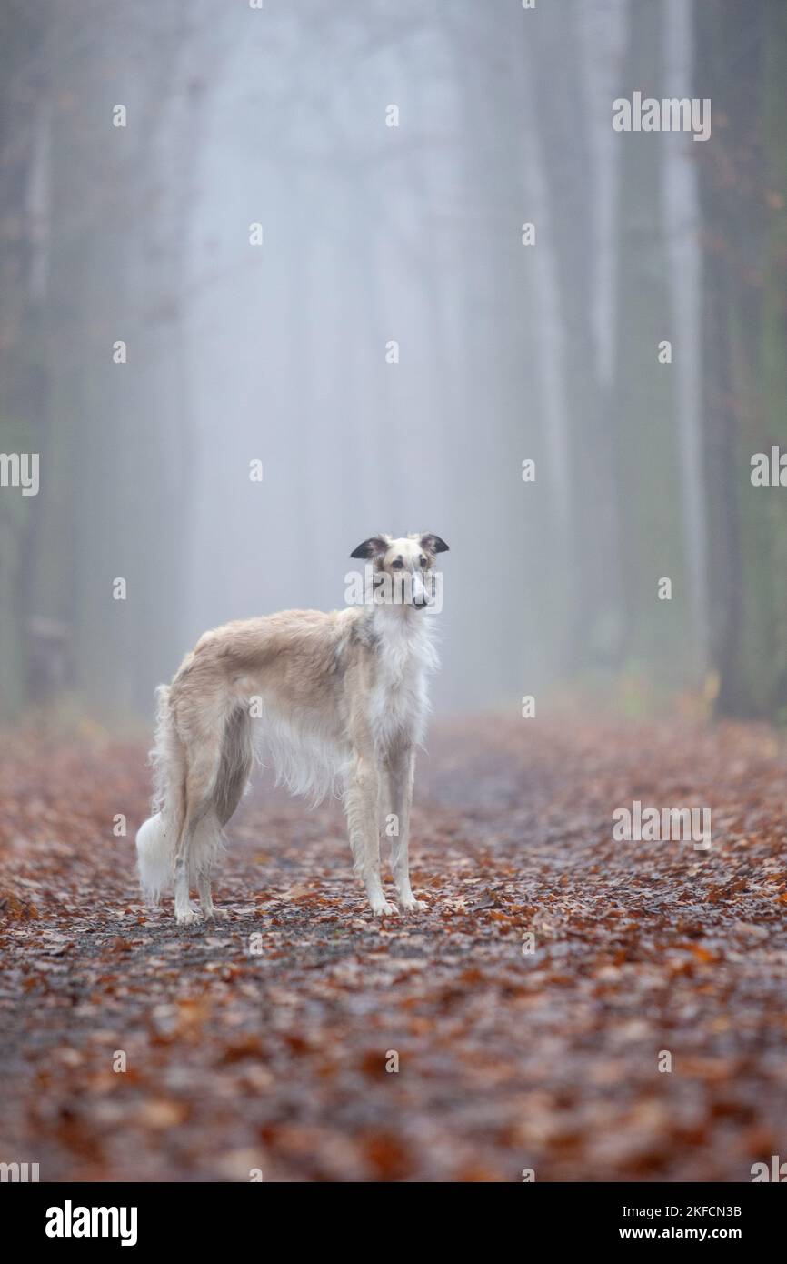 Two borzoi dogs also russian wolfhounds hi-res stock photography and ...